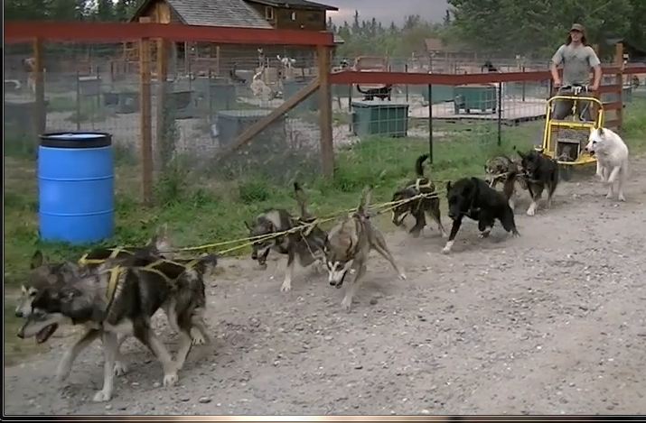 Arctis Carts: Arctis Carts Dryland Mushing Rig