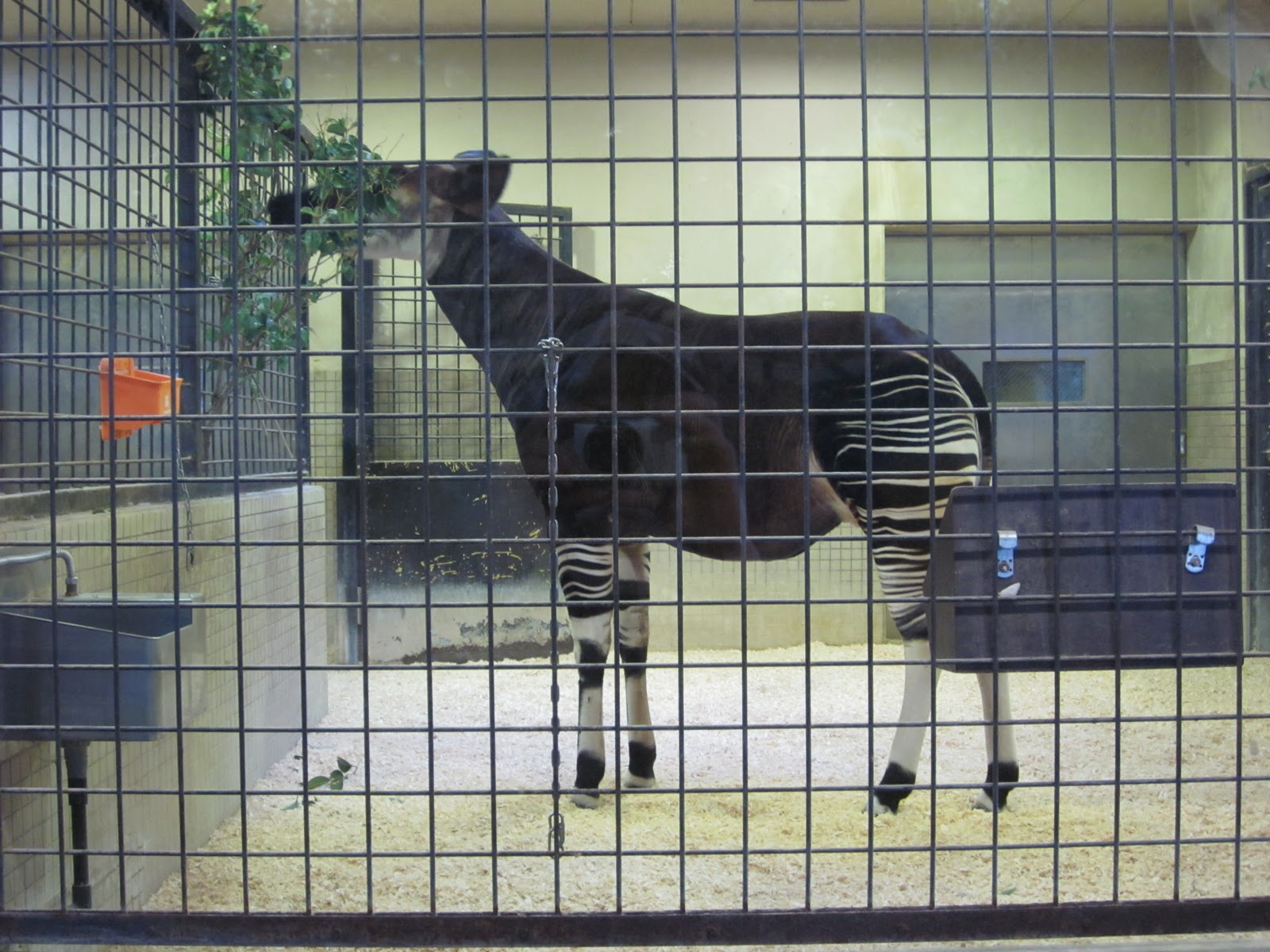 The Japan Chronicles: New Additions to Japan's Oldest Zoo