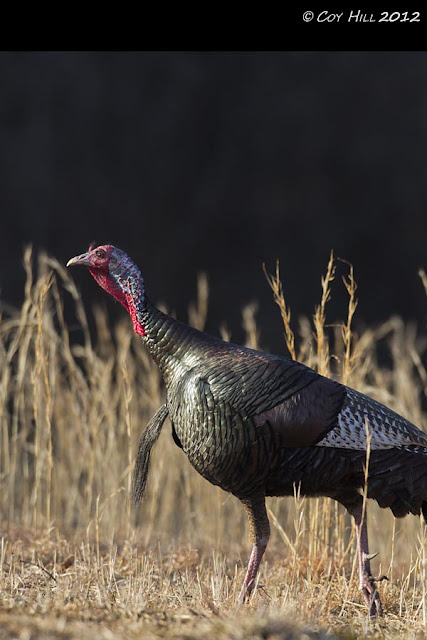 Country Captures: Eastern Wild Turkey Gobbler