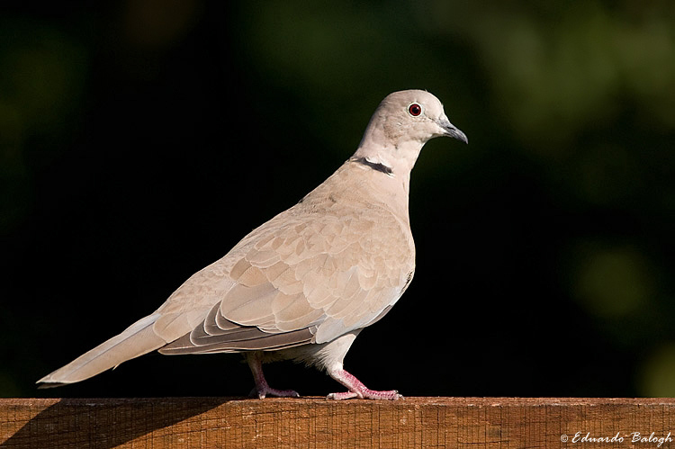 Eduardo Balogh Bird Watcher: BALKÁNI GERLE
