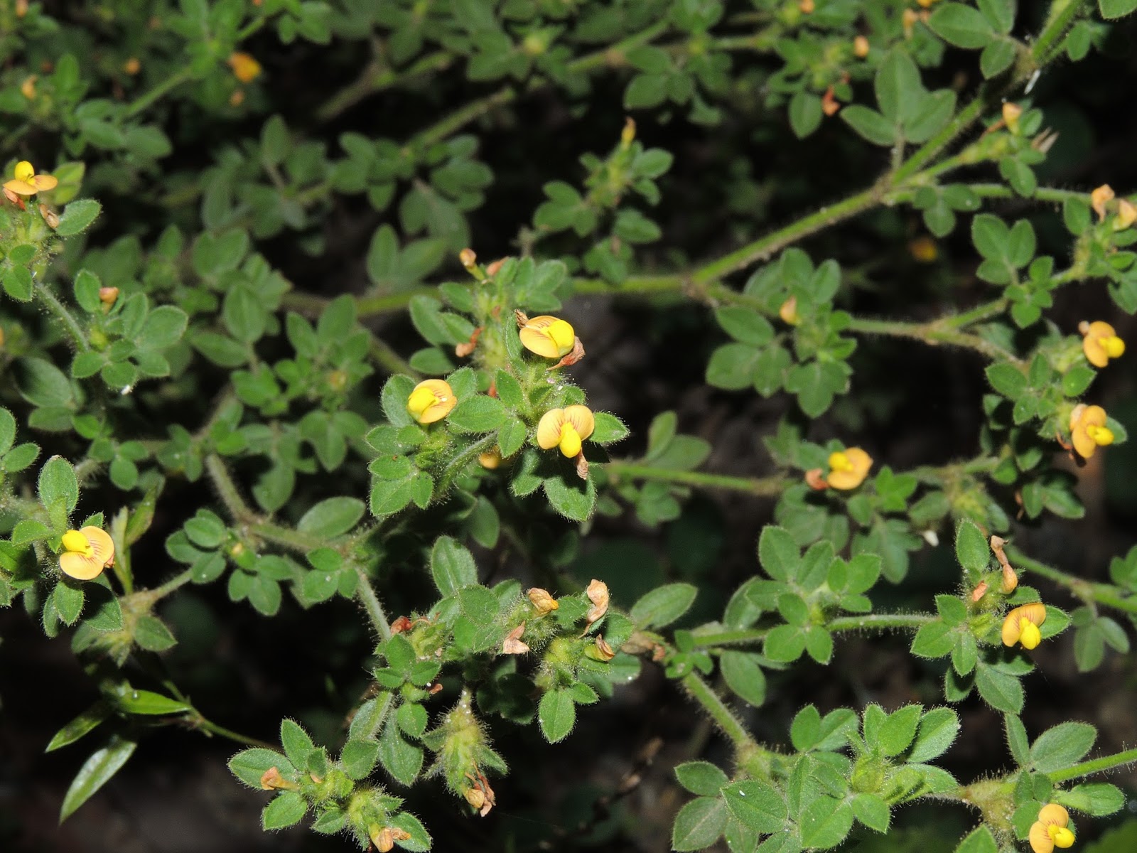 The Flowering plants (Leguminosae - Fabaceae): Stylosanthes