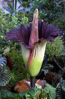Musings of a Biologist and Dog Lover: Crazy Plants: Titan Arum