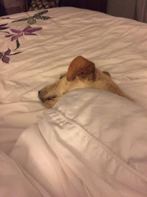 Pound Dogs Toronto Animal Services - dog adoption - animal shelter