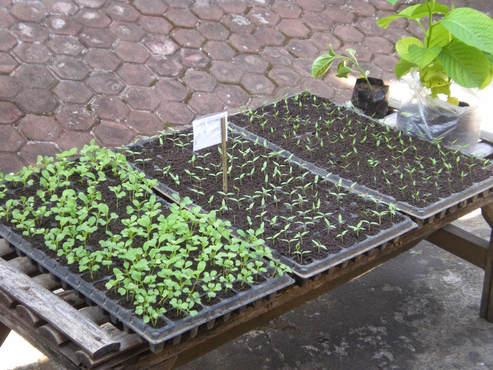 Benih Sayuran Murah, Bibit Sayuran Unggulan, Jual Benih Sayuran Organik ...