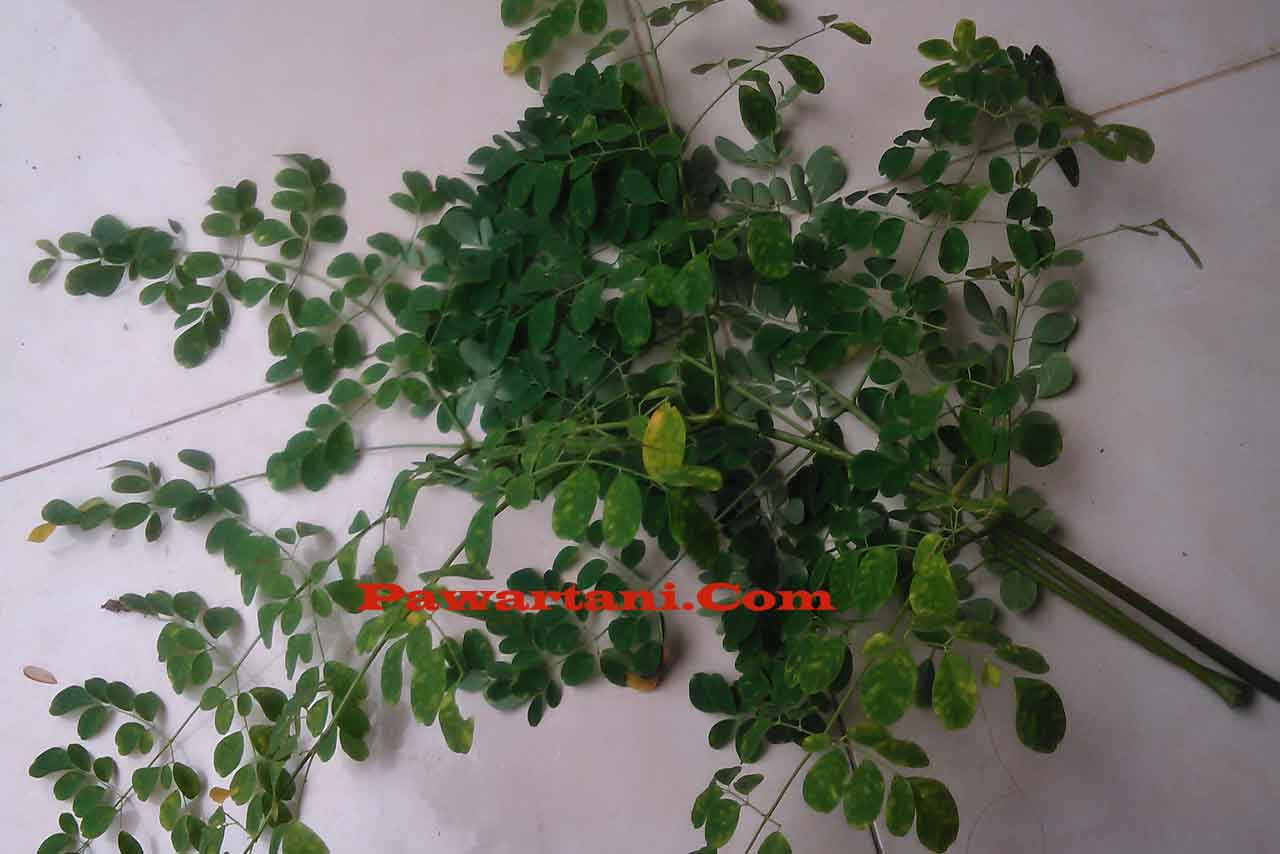 Manfaat Dan Khasiat Mujarab Dari Daun Kelor Untuk Kesehatan | Pawartani.Com