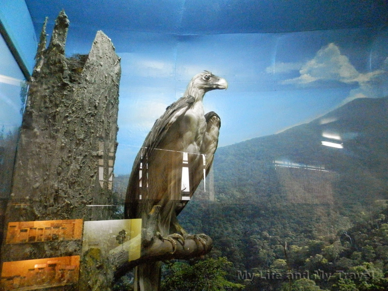 My Life and My Travel: The UPLB Museum of Natural History
