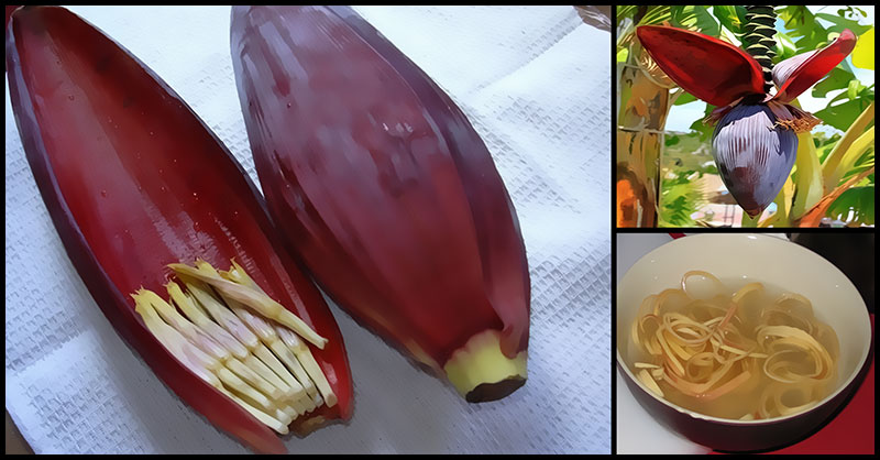 Banana Blossom (Puso Ng Saging) Health Benefits | Dr Farrah MD