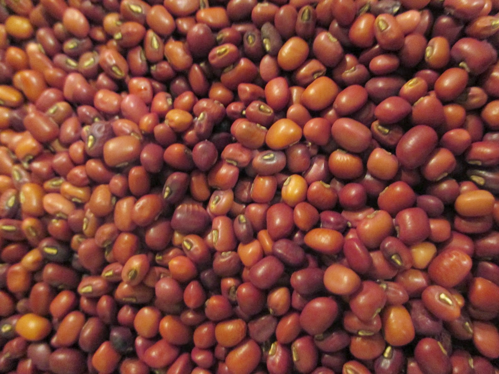 Otaku Family: Tsubuan und Tsubushian