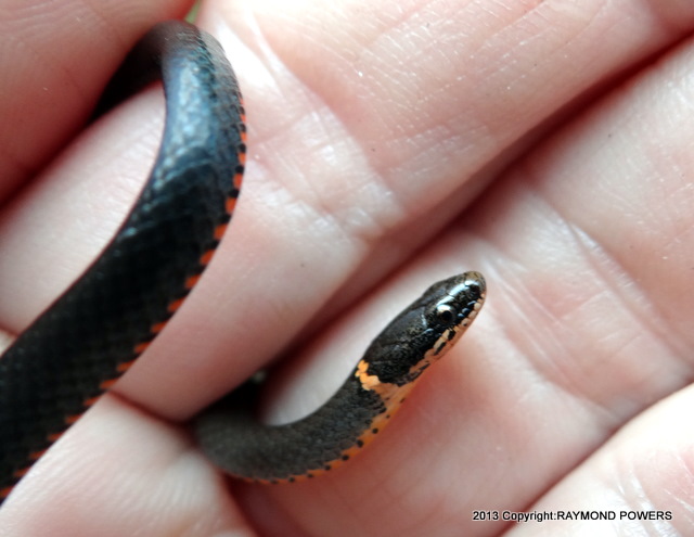 PURE FLORIDA: Nano Snake: Meet The Ringneck