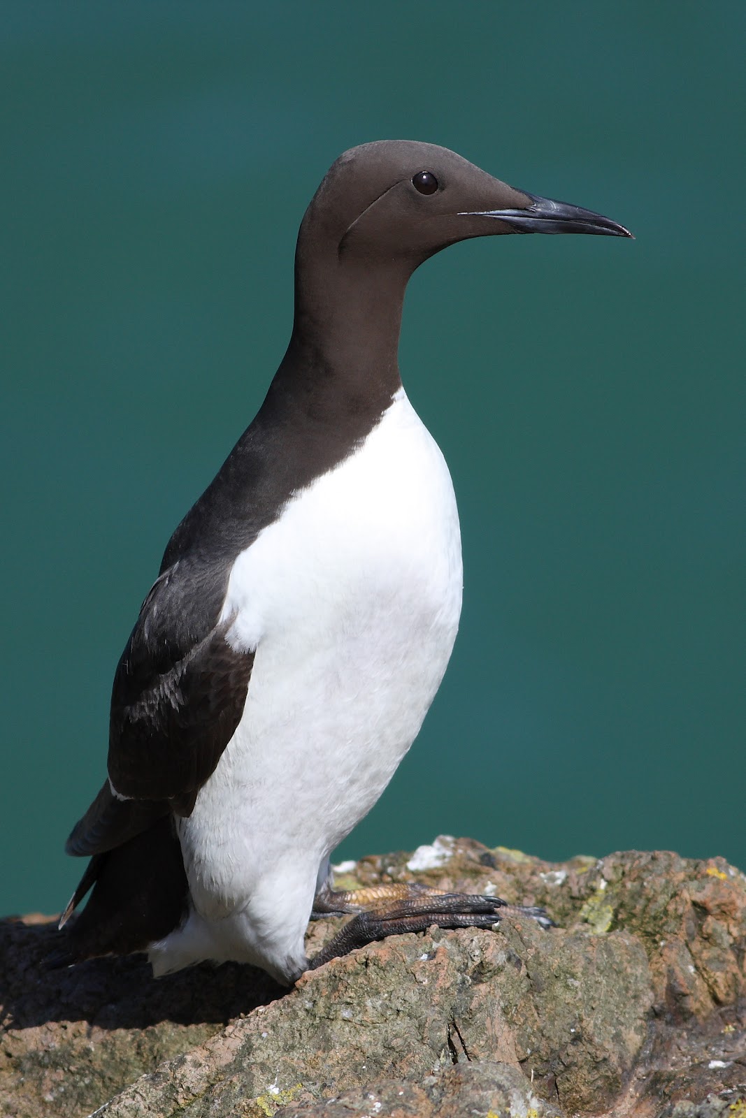 Peter Moore's Wildlife Blog: June 2012