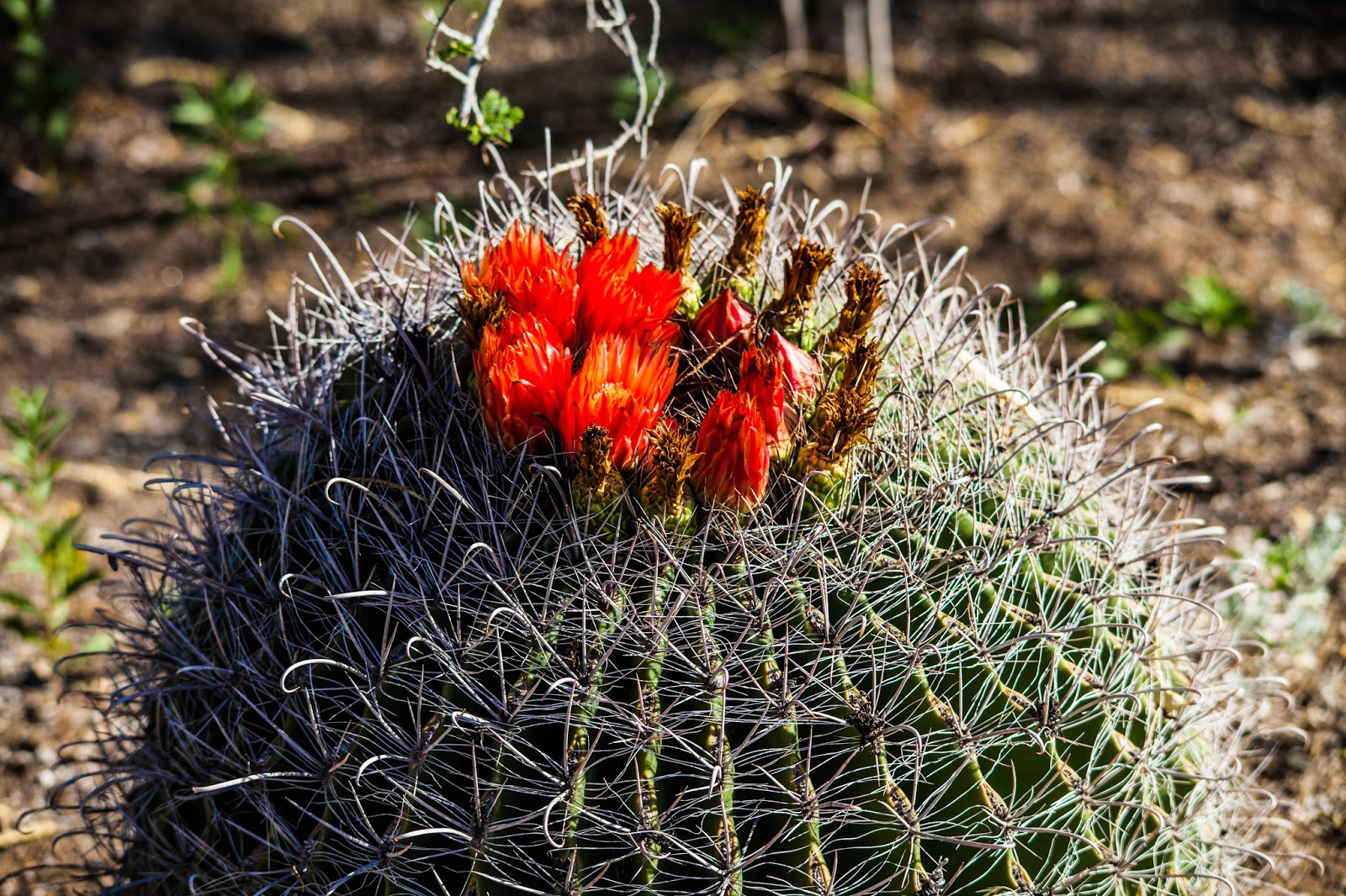 Walking Arizona: Fishhook Barrel Cactus