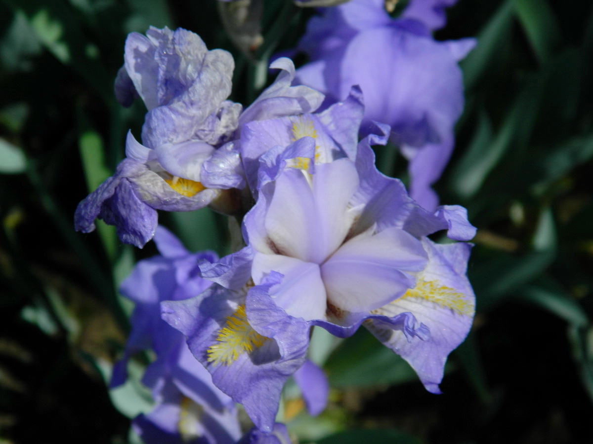 LA MULTI ANI, ROMANIA!: Stanjenei mov deschis