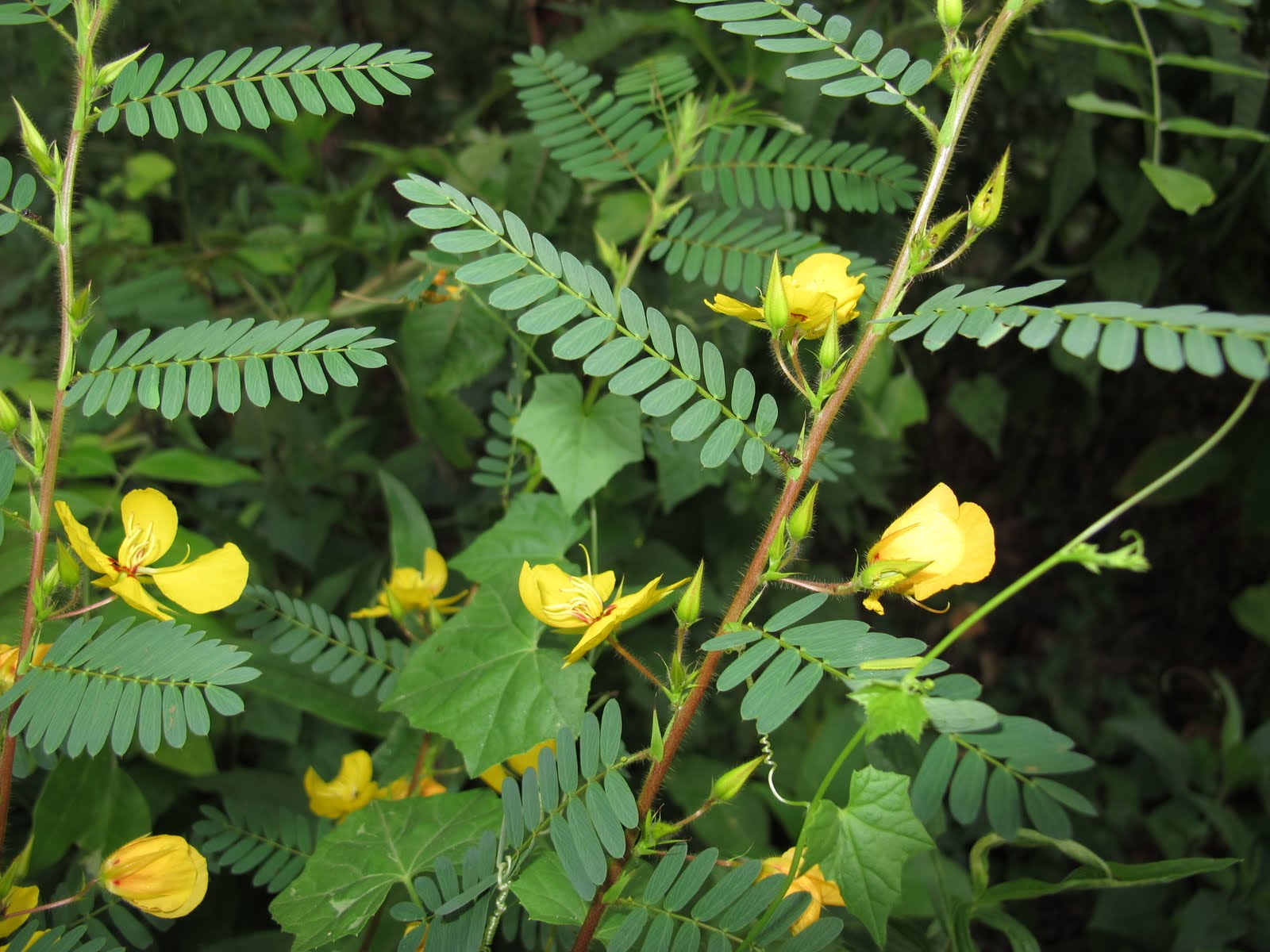 clay and limestone: Wildflower Wednesday: Partridge Pea