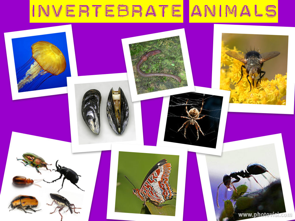 Invertebrates Animals Examples