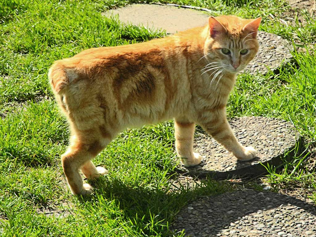 Ginger-Orange Bobtail Tabby Cat