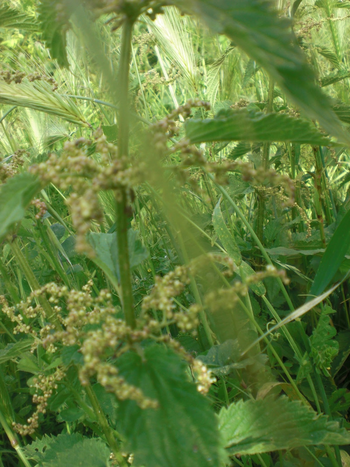 Perfumes y luces de Extremadura: Ortiga mayor. Urtica dioica.