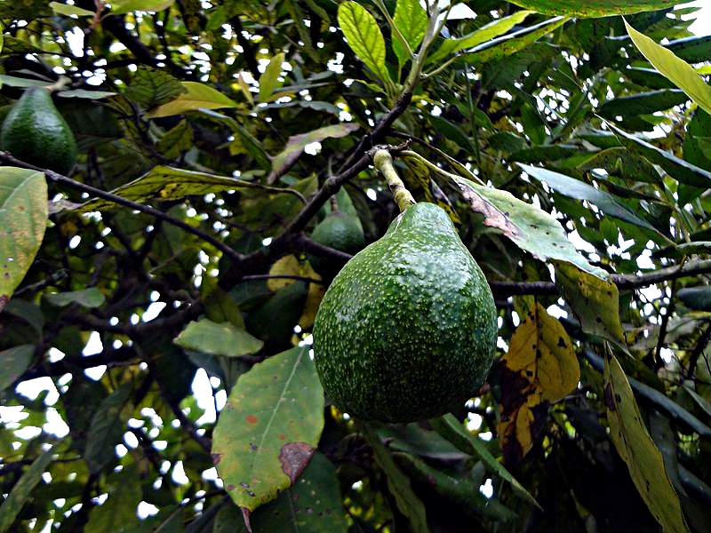 Galefod: Aguacate. Palta.
