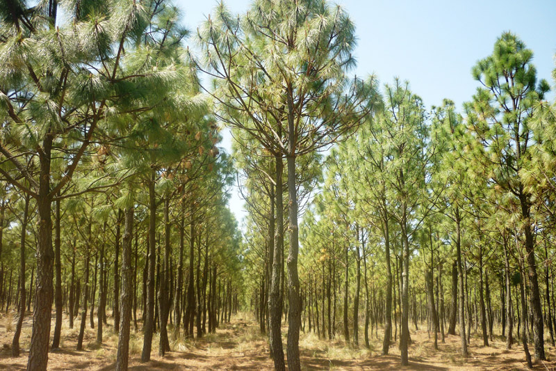 El mexiquense Hoy: En el Estado de México Programa de Manejo Forestal ...