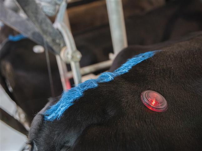 Metode Yang Dipakai Untuk Mendekteksi Birahi Sapi Perah Di Peternakan ...