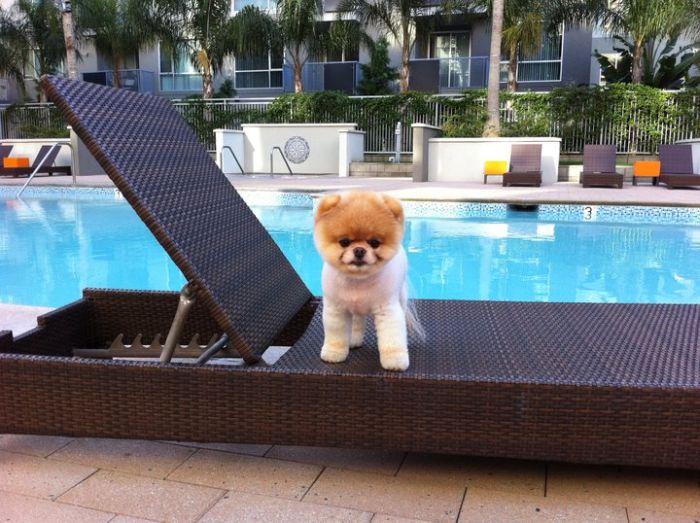 Boo, el cachorro pomerania más lindo ~ A.H.C.M.