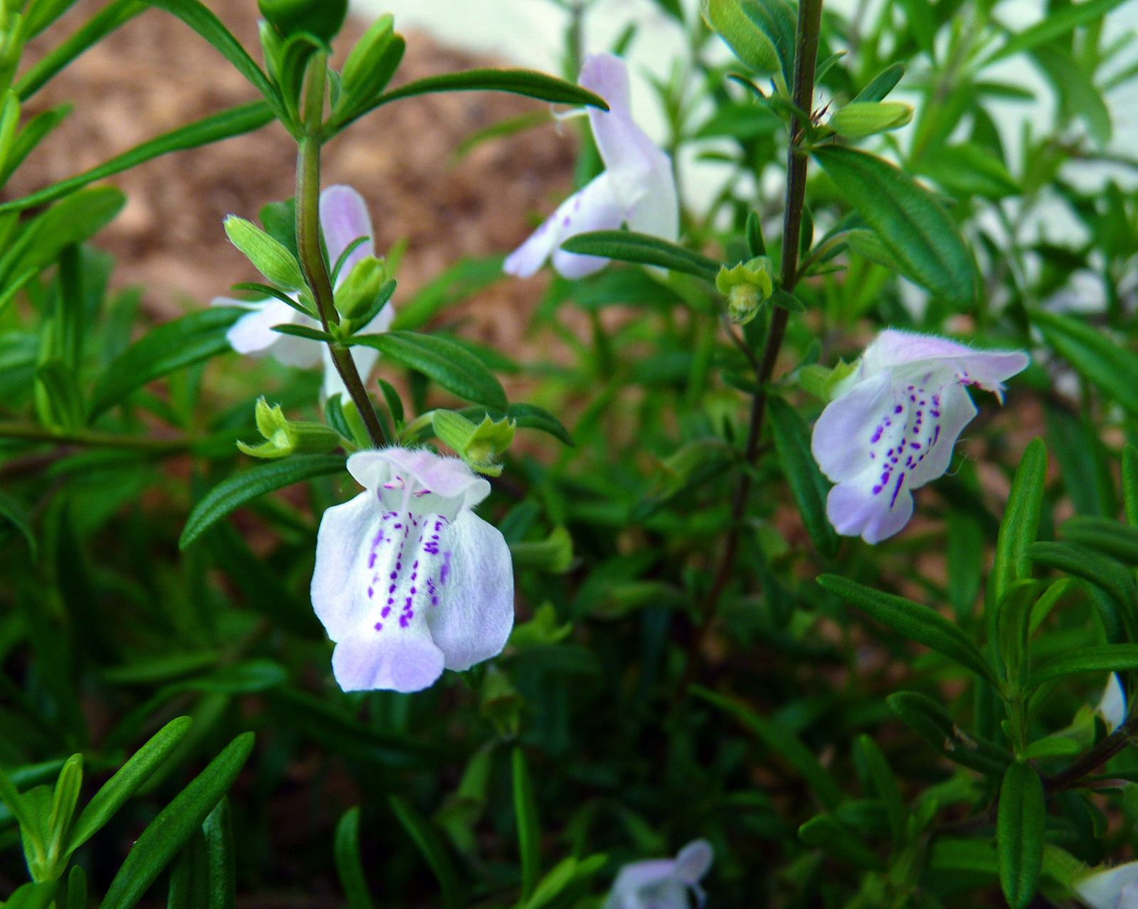 My Florida Backyard: Mint Condition