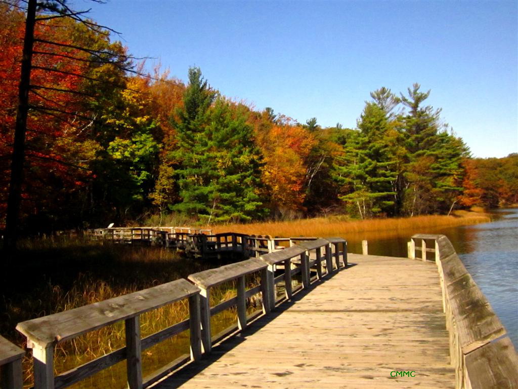 Plants Amaze Me: Fall Color at Ludington State Park