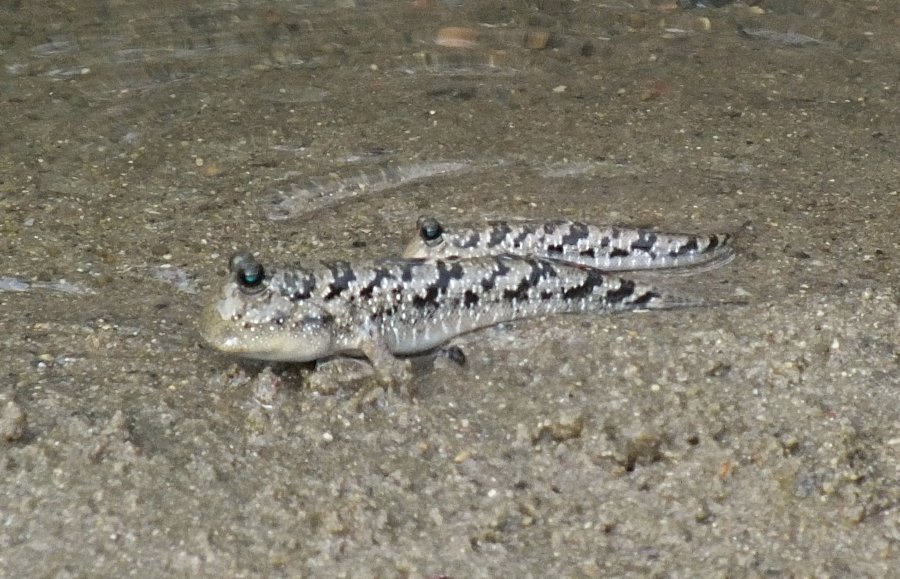 Queensland Coast: Barred Mudskippers