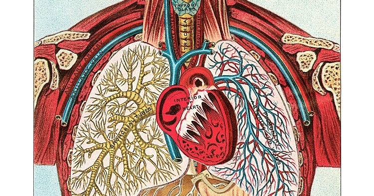 Anatomy And Physiology Study Guides Review Essentials Of Human Anatomy Anatomy And Physiology Study Guides Review Essentials Of Human Anatomy