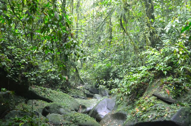Welcome to the Jungle: Hanging out in North Sumatra | The Redhead's ...