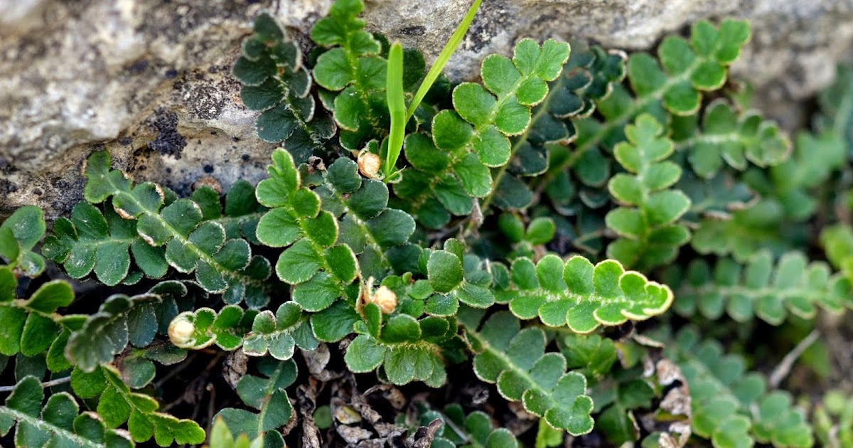 PLANTAS MEDICINALES: DORADILLA