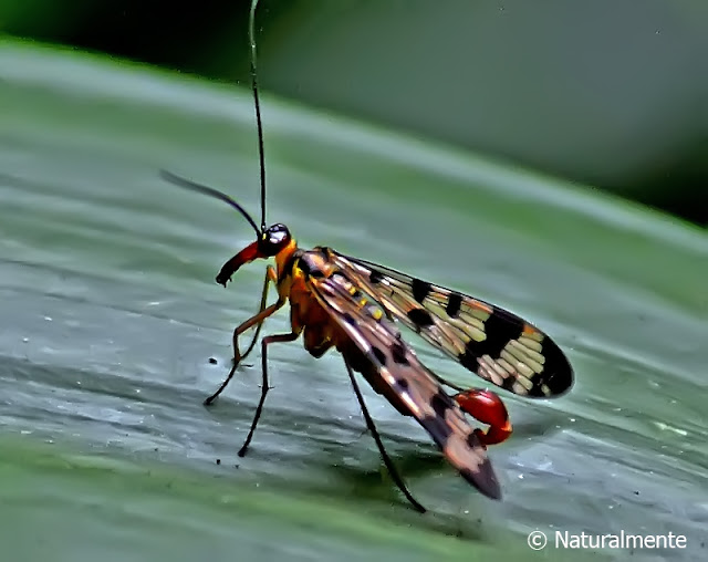 Mundo Diminuto: octubre 2011