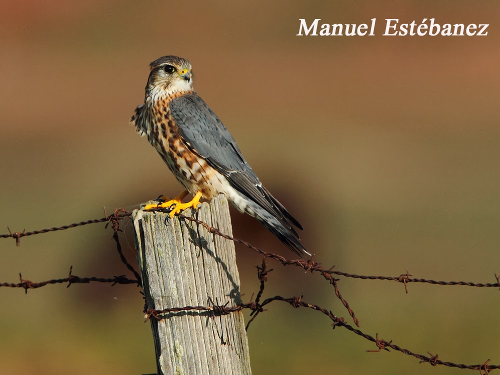 Miradas Cantábricas: Esmerejón (Falco columbarius)