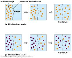 TECHNO-SCIENCE: A Closer Look at Cell Membranes