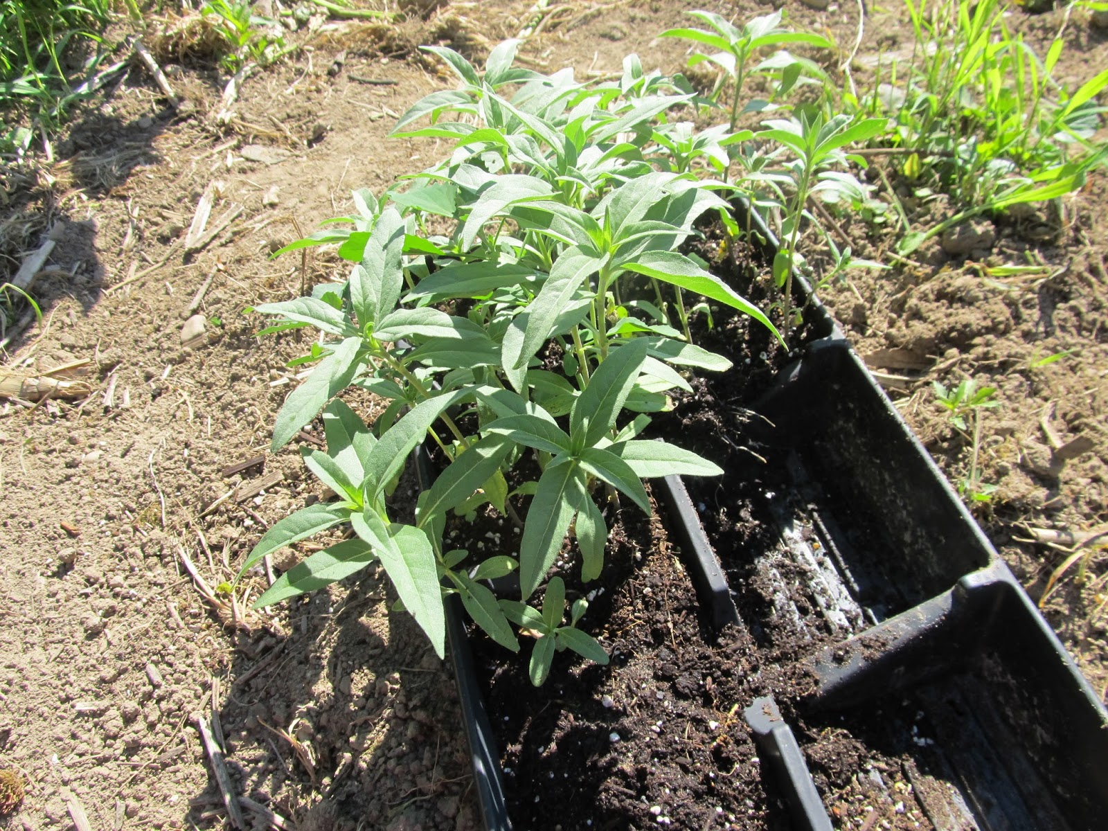 Eaton Rapids Joe: Maximilian sunflower seedlings