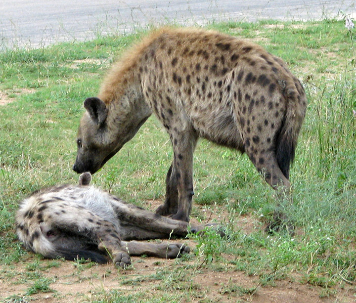 Aardwolf | The Life of Animals