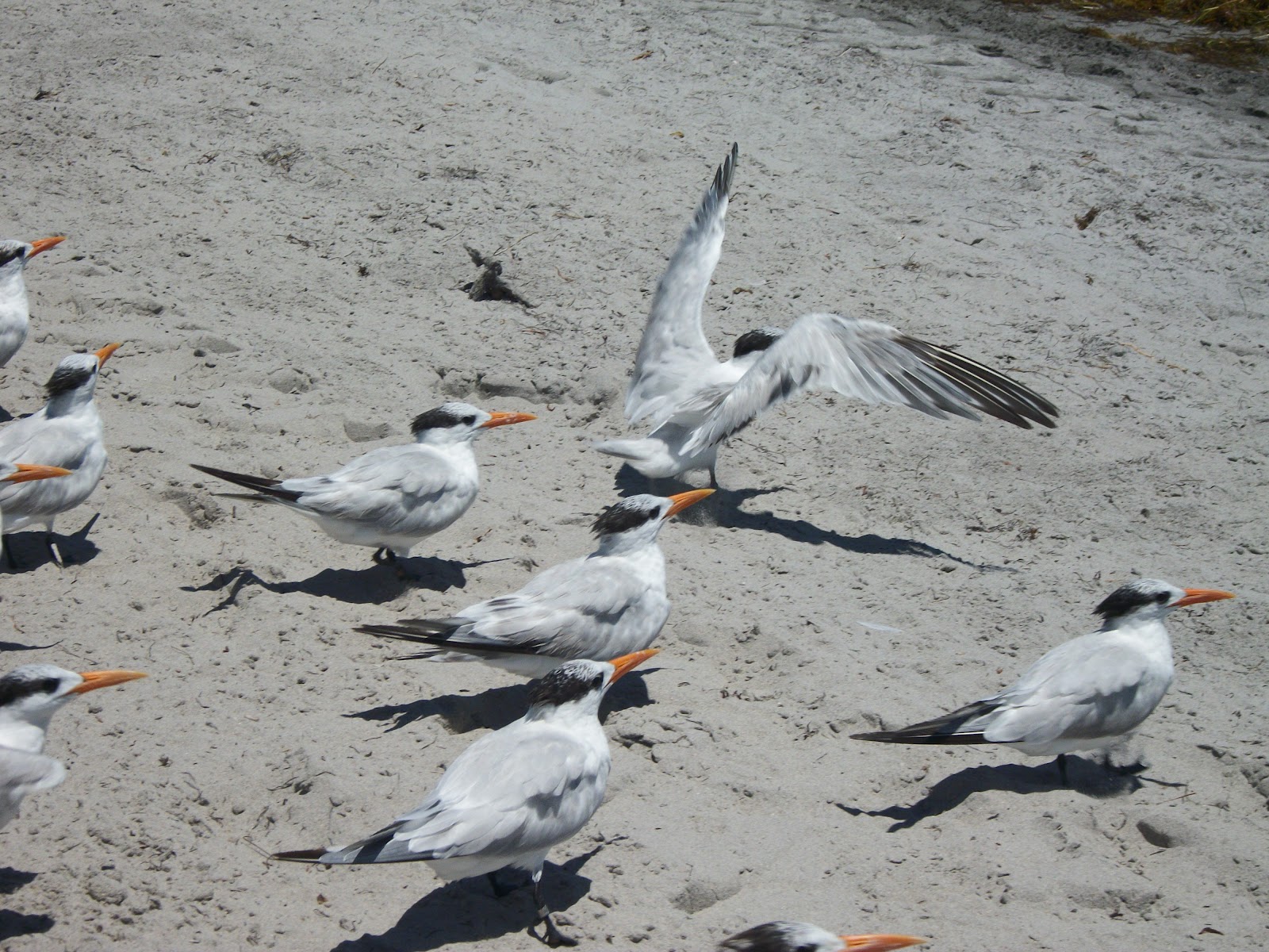 Turismo Científico: Flora y fauna de Key Biscayne (Florida, USA)