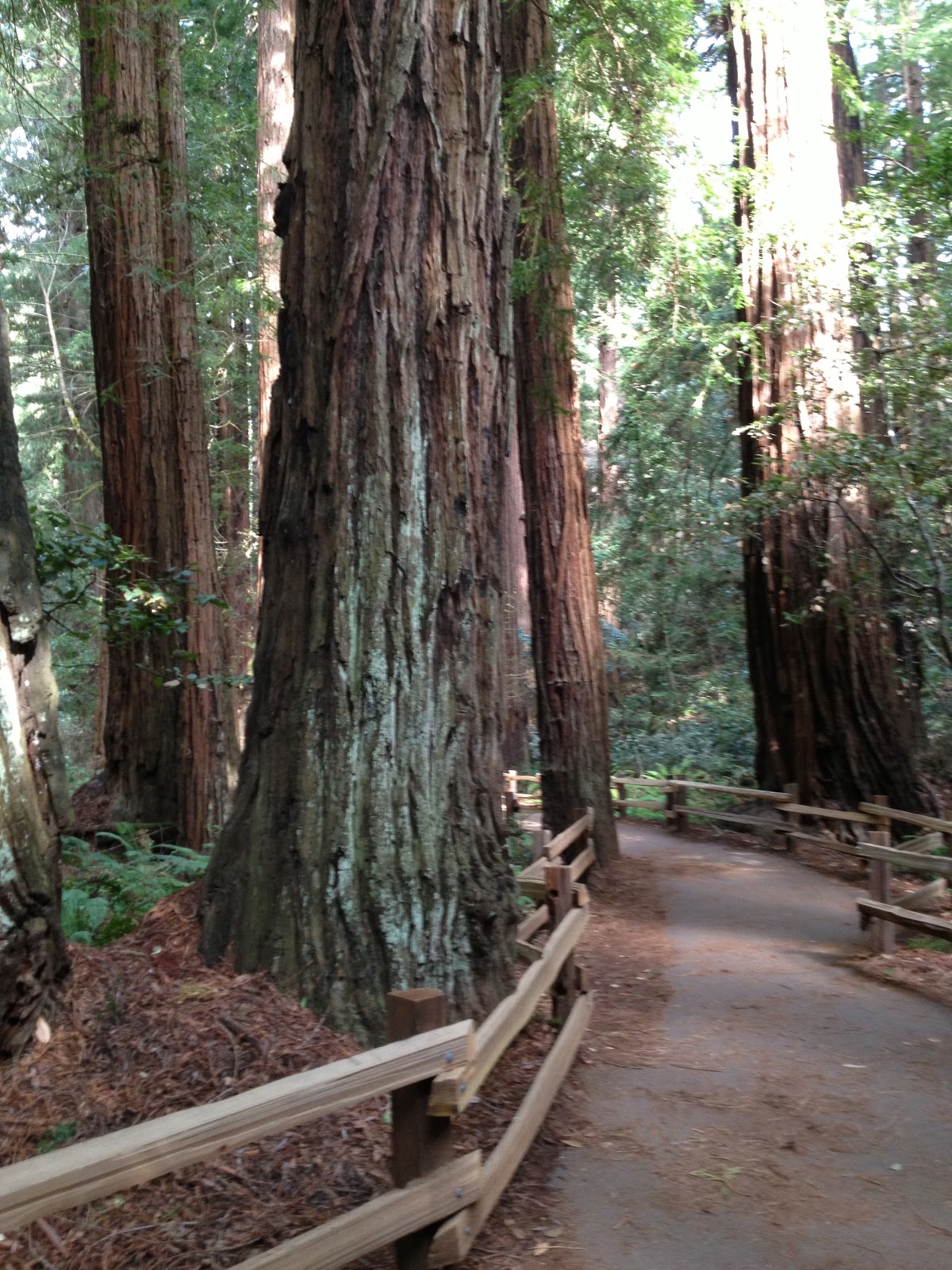 Amy Brown Science: Muir Woods National Monument: The Coast Redwood Trees