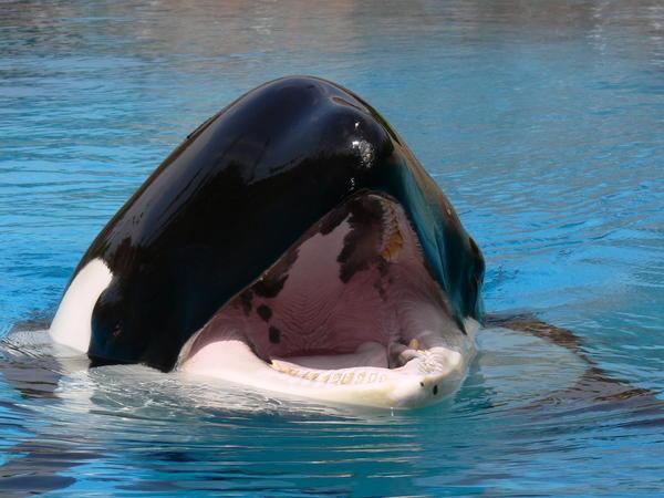 El ojo del buitre: Orca (Orcinus orca)