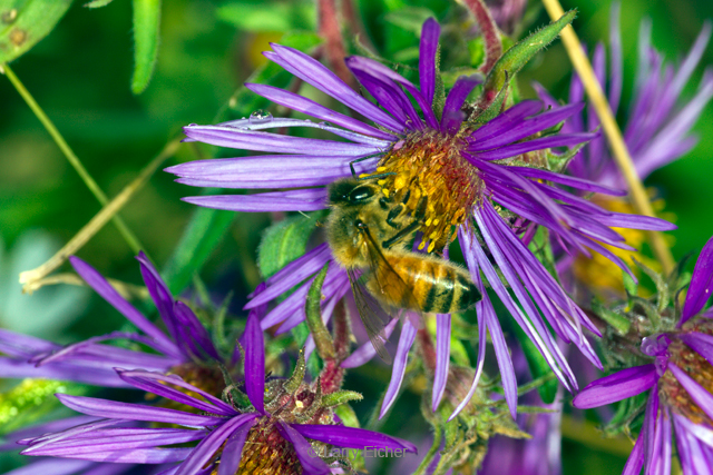 Larry at Larry's Images.com: Western Honey Bees