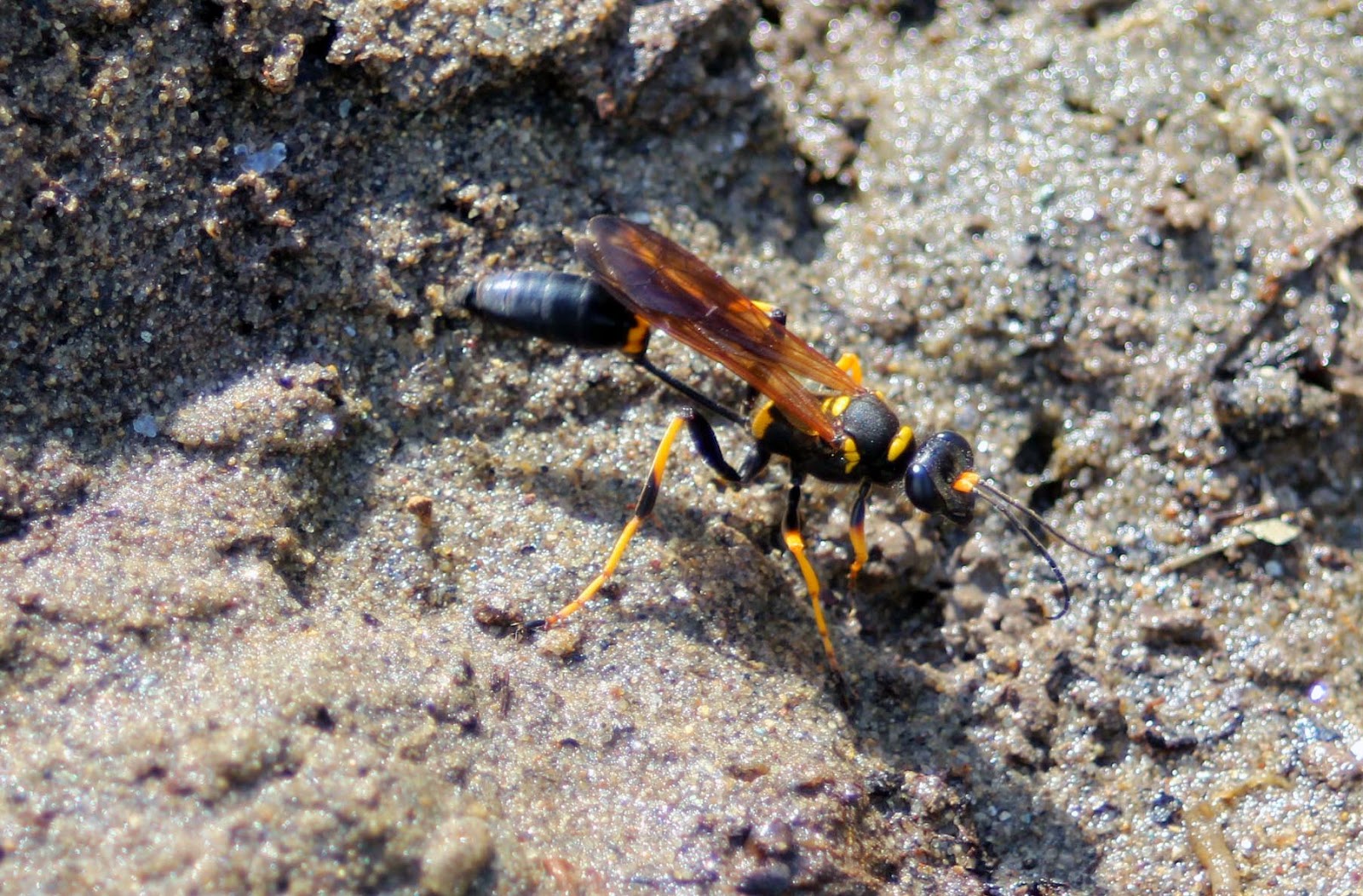 Hedge Finders: French Insects