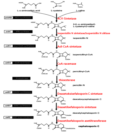 KNOWLEDGE: ANTIBIOTIK GOLONGAN I (INHIBITOR DINDING SEL)