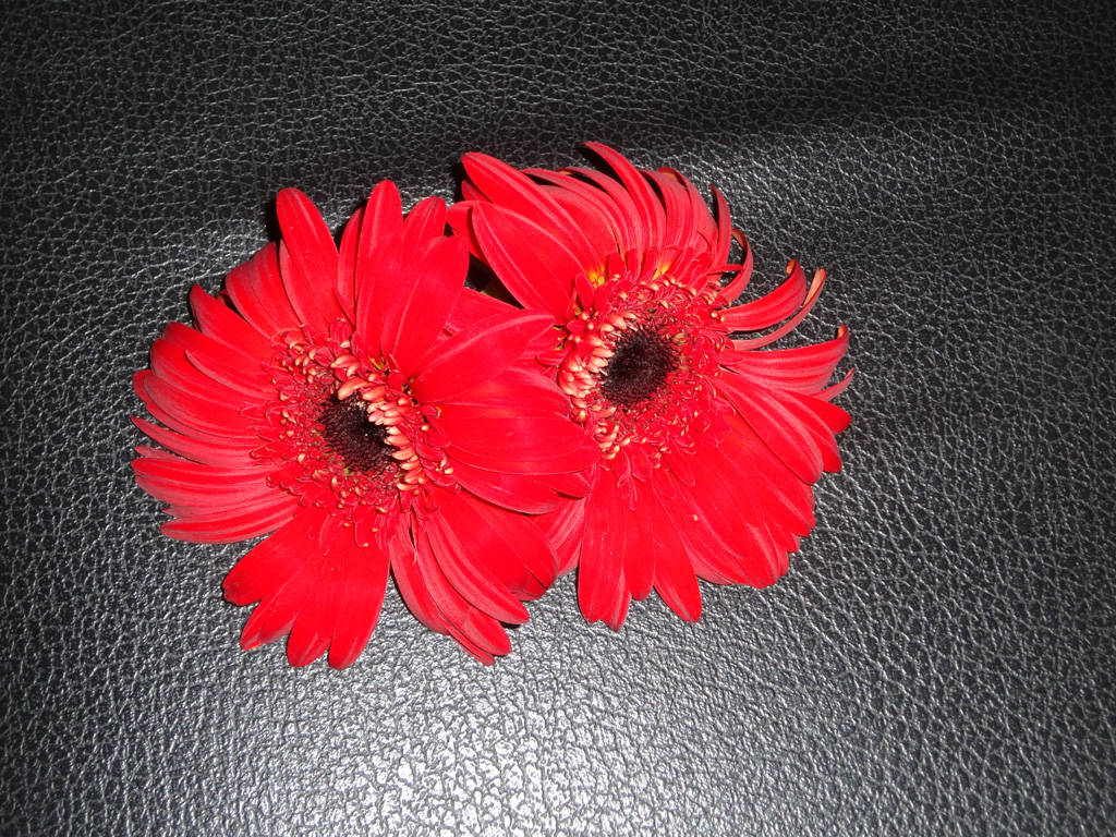 Flower Photos: Red Garbera