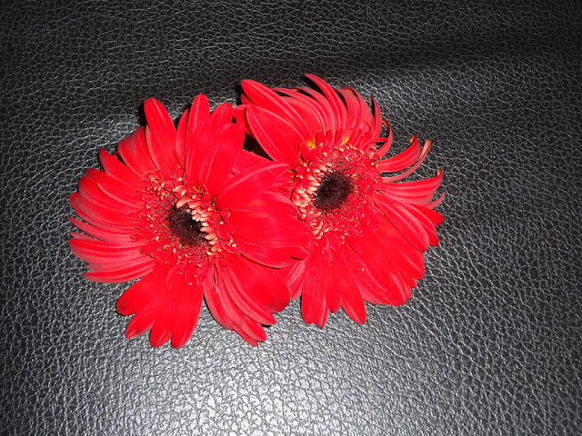 Flower Photos: Red Garbera