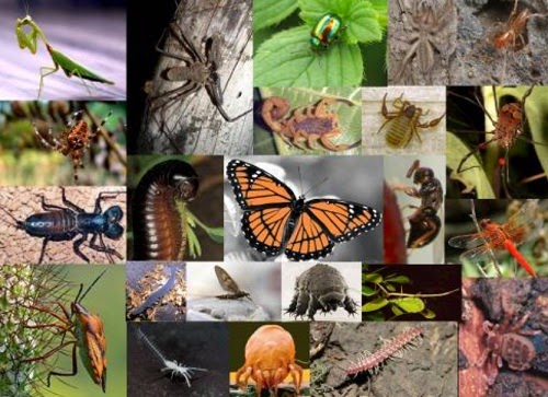 Estudo dos Artrópodes - Características e classes | Mundo Biologia