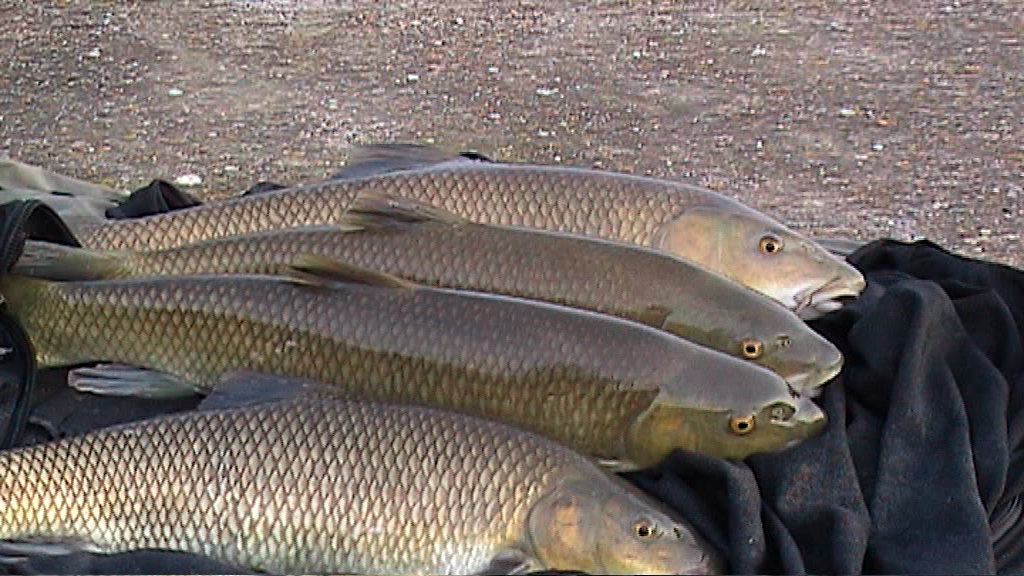 SERIE DE PESCA EXTREMA FISHSESSION: barbos mediterraneo a la ova