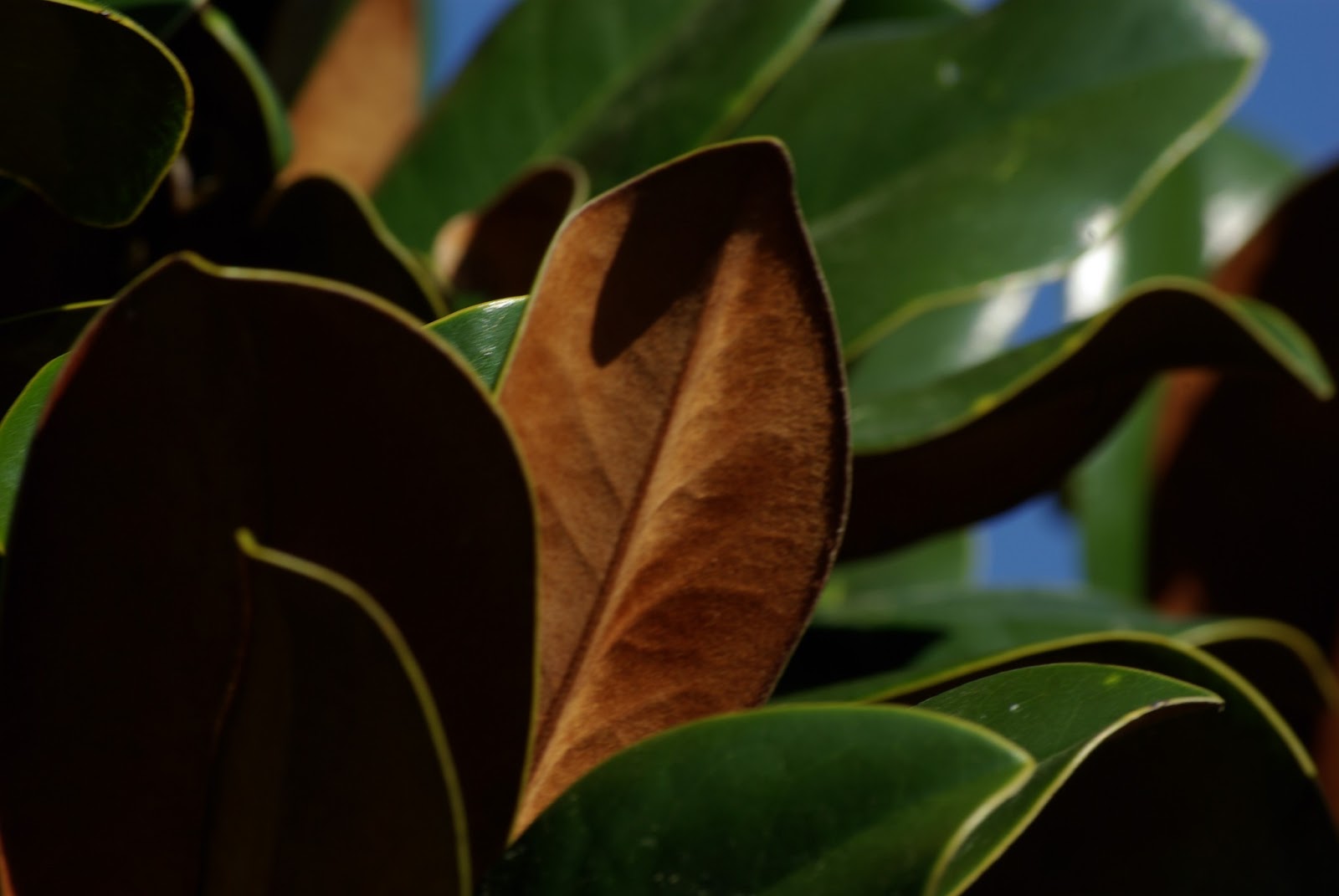 Robbin Neff Photography