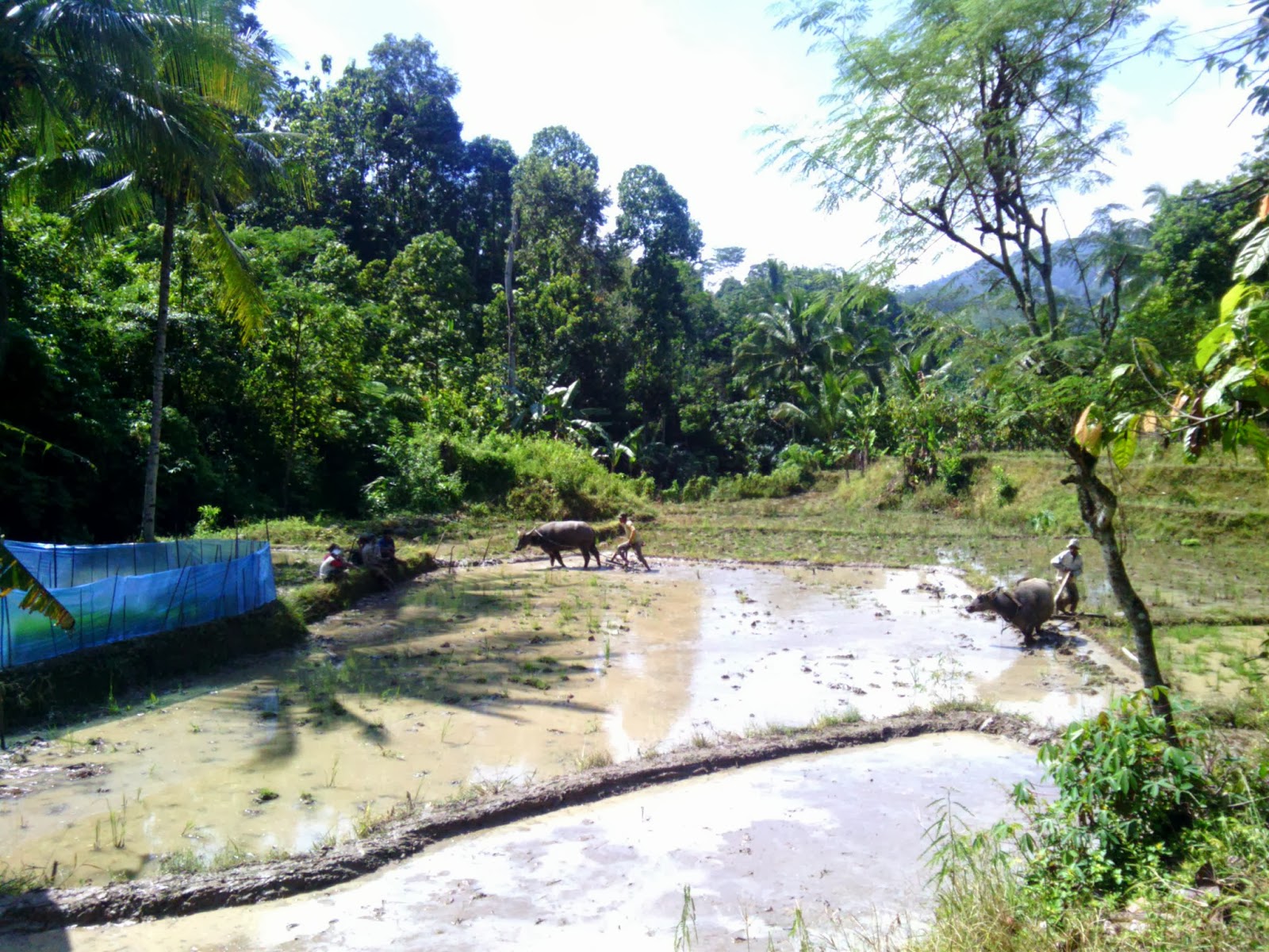 Dinas Pertanian Tanaman Pangan Dan Hortikultura Kabupaten Lampung