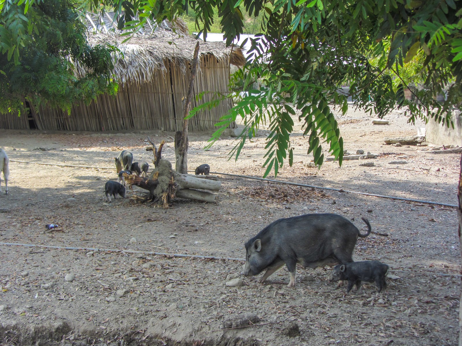 Timor-Leste - Corals can live above water - Sven's Travel Venues