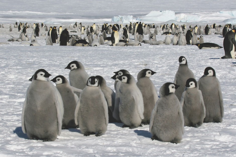 White Wolf : Penguins Do the Wave to Keep Warm (Video)