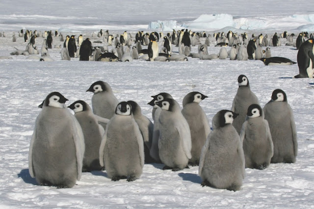 White Wolf : Penguins Do the Wave to Keep Warm (Video)